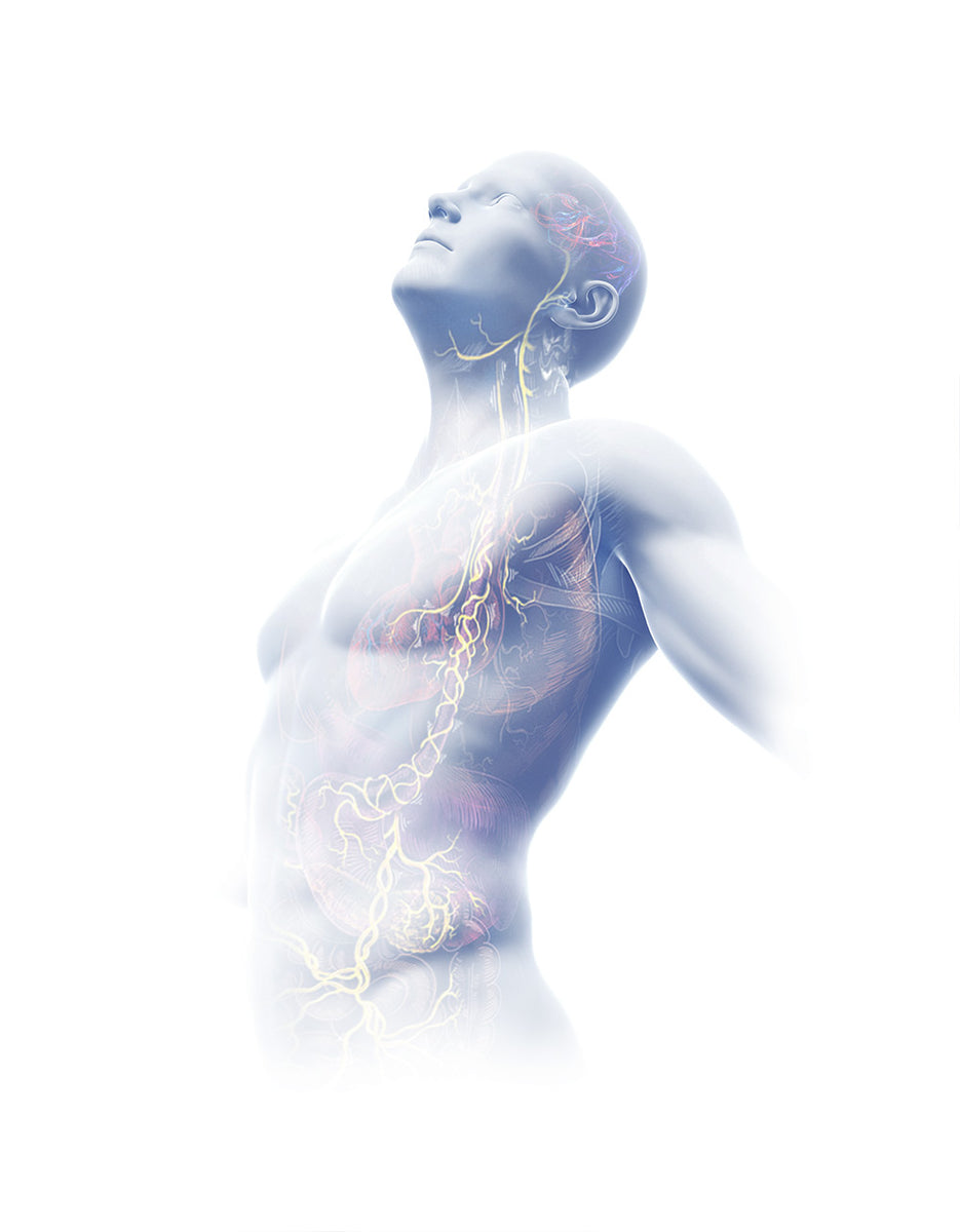 Parasym Neurostimulation – Creatorishop.com